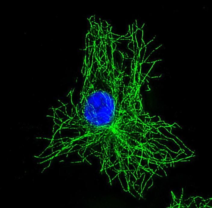 Biooptics - Medizinische Universität Innsbruck